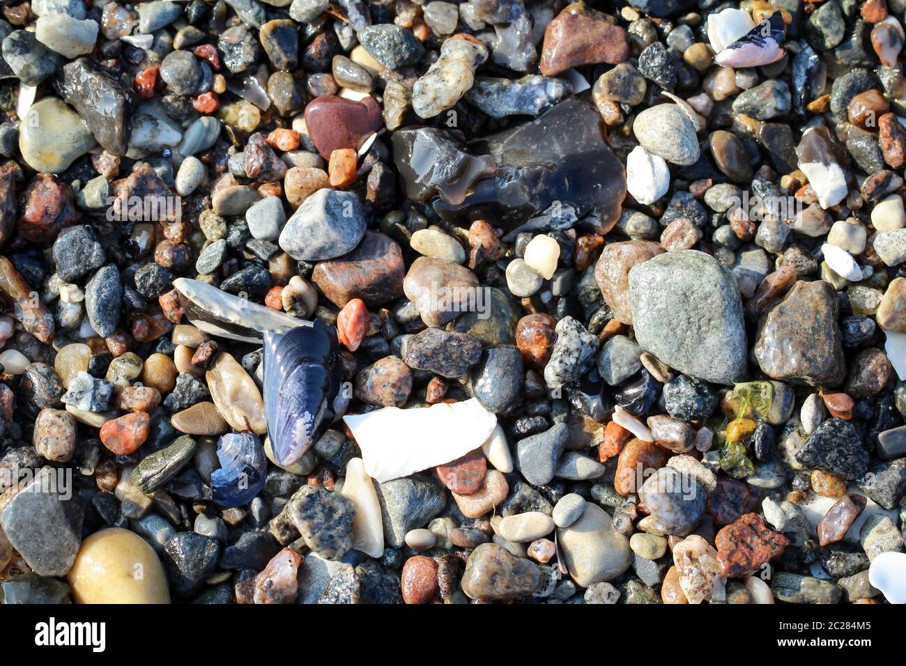 pebbles and shells on the beach of the baltic sea Stock Photo - Alamy