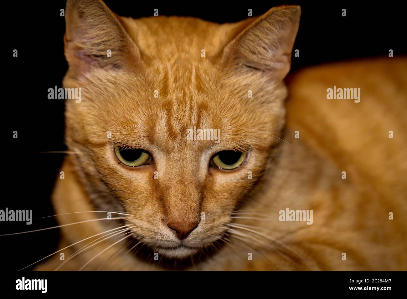 Portrait of a watchful, lazy, watching cat Stock Photo - Alamy