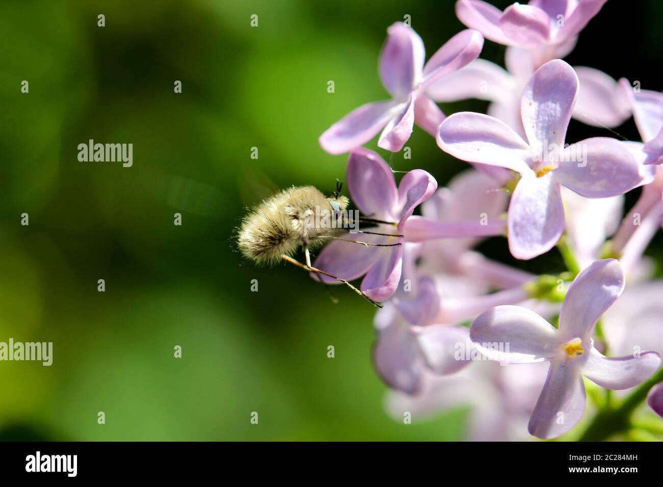 A close up of a bee, insect Stock Photo - Alamy