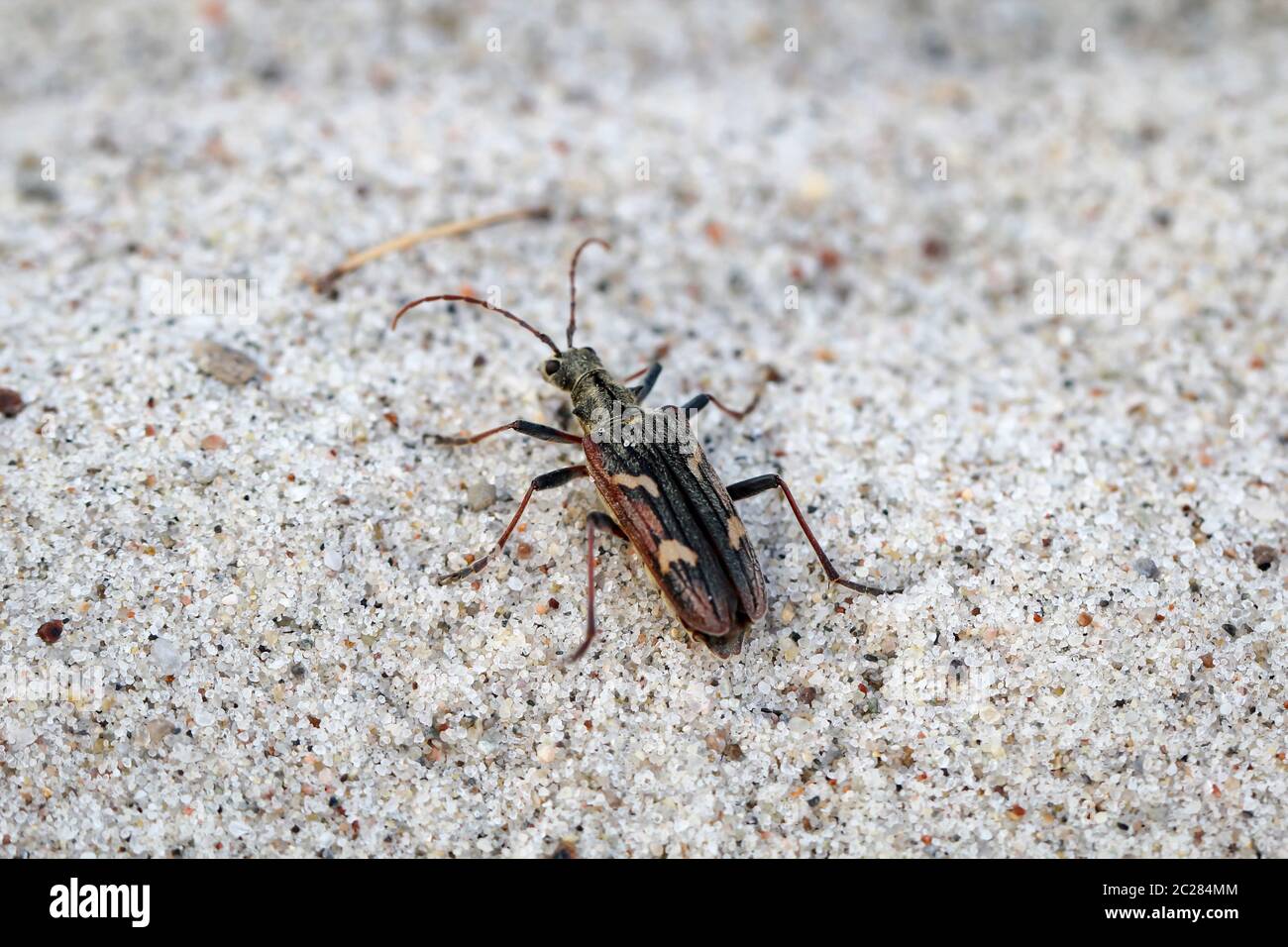 Thistle shield beetle hi-res stock photography and images - Alamy