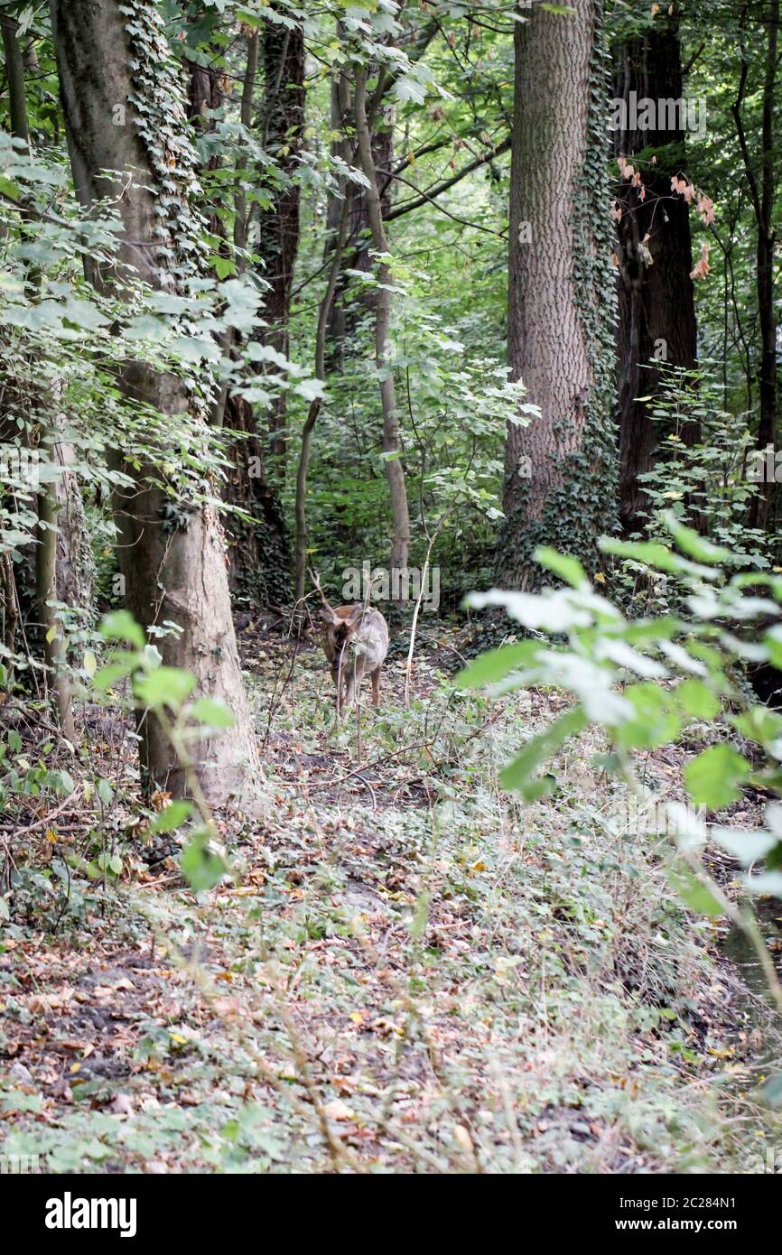 Deer hunting in a forest hi-res stock photography and images - Alamy