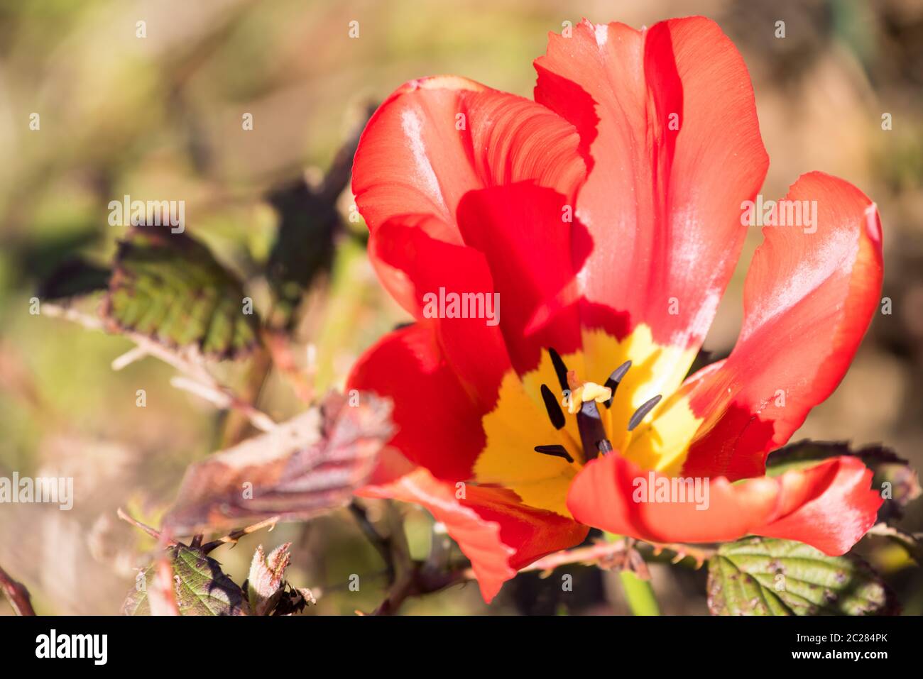 Tulip varieties hi-res stock photography and images - Alamy