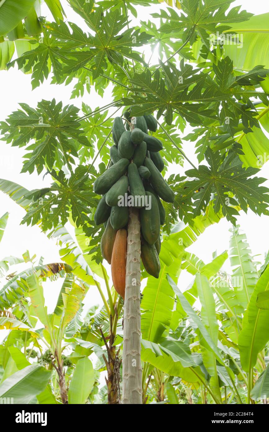 Papaya seedling hi-res stock photography and images - Alamy
