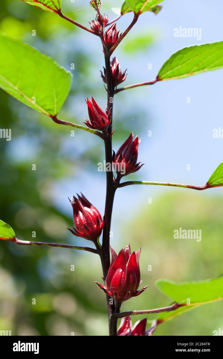 Roselle leaves hi-res stock photography and images - Alamy