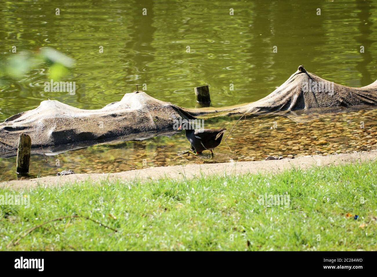 a duck in a shallow spot on a pond Stock Photo - Alamy
