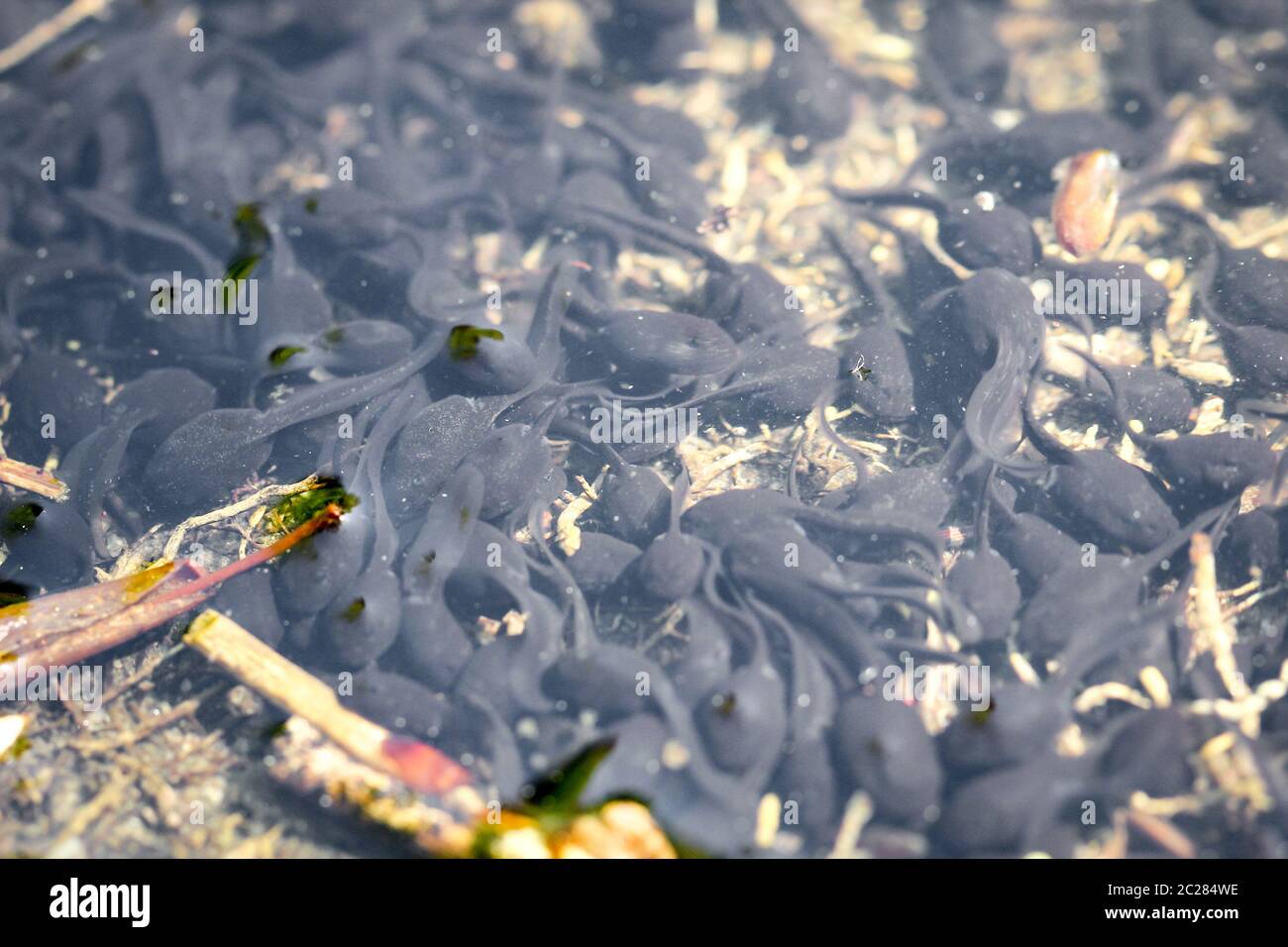 Bullfrog tadpoles hi-res stock photography and images - Alamy