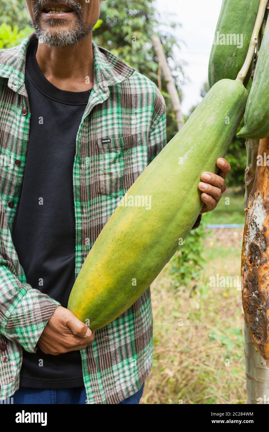 Papaya seedling hi-res stock photography and images - Alamy