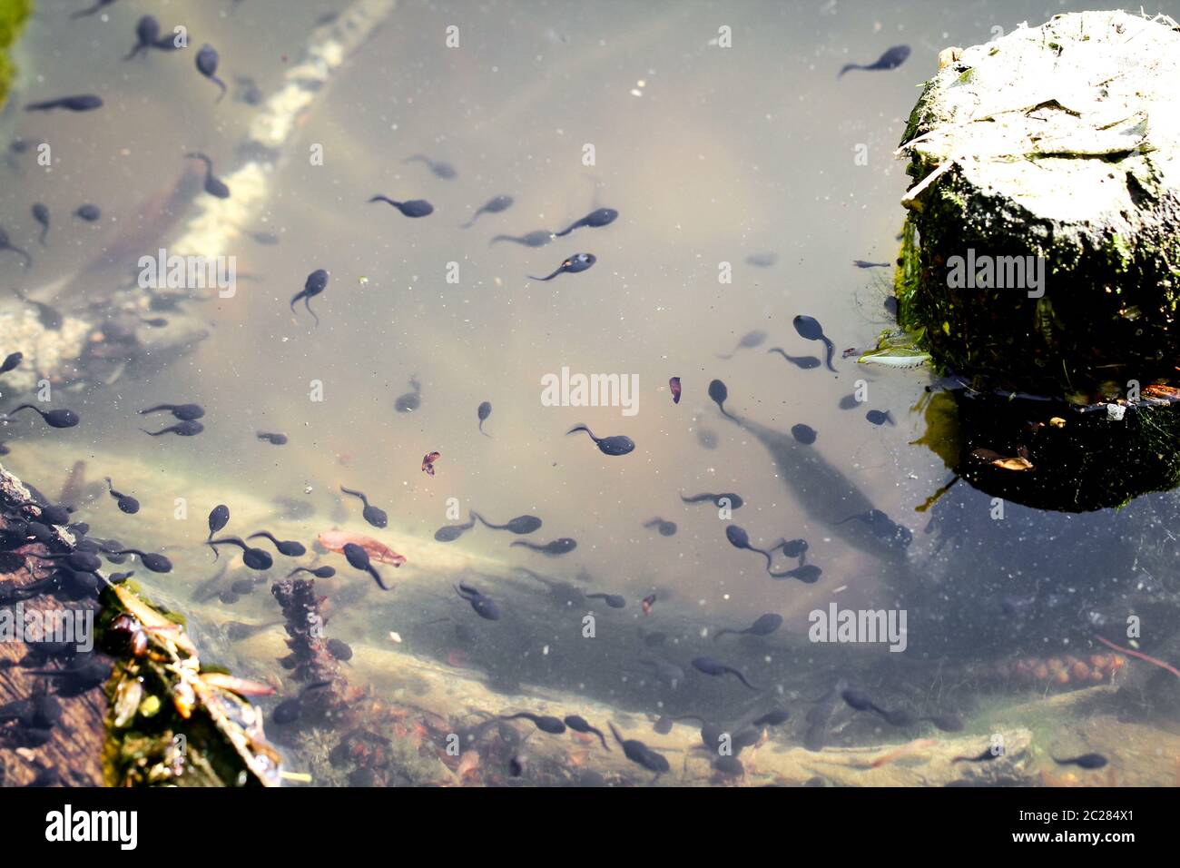 Baby tadpoles hi-res stock photography and images - Alamy