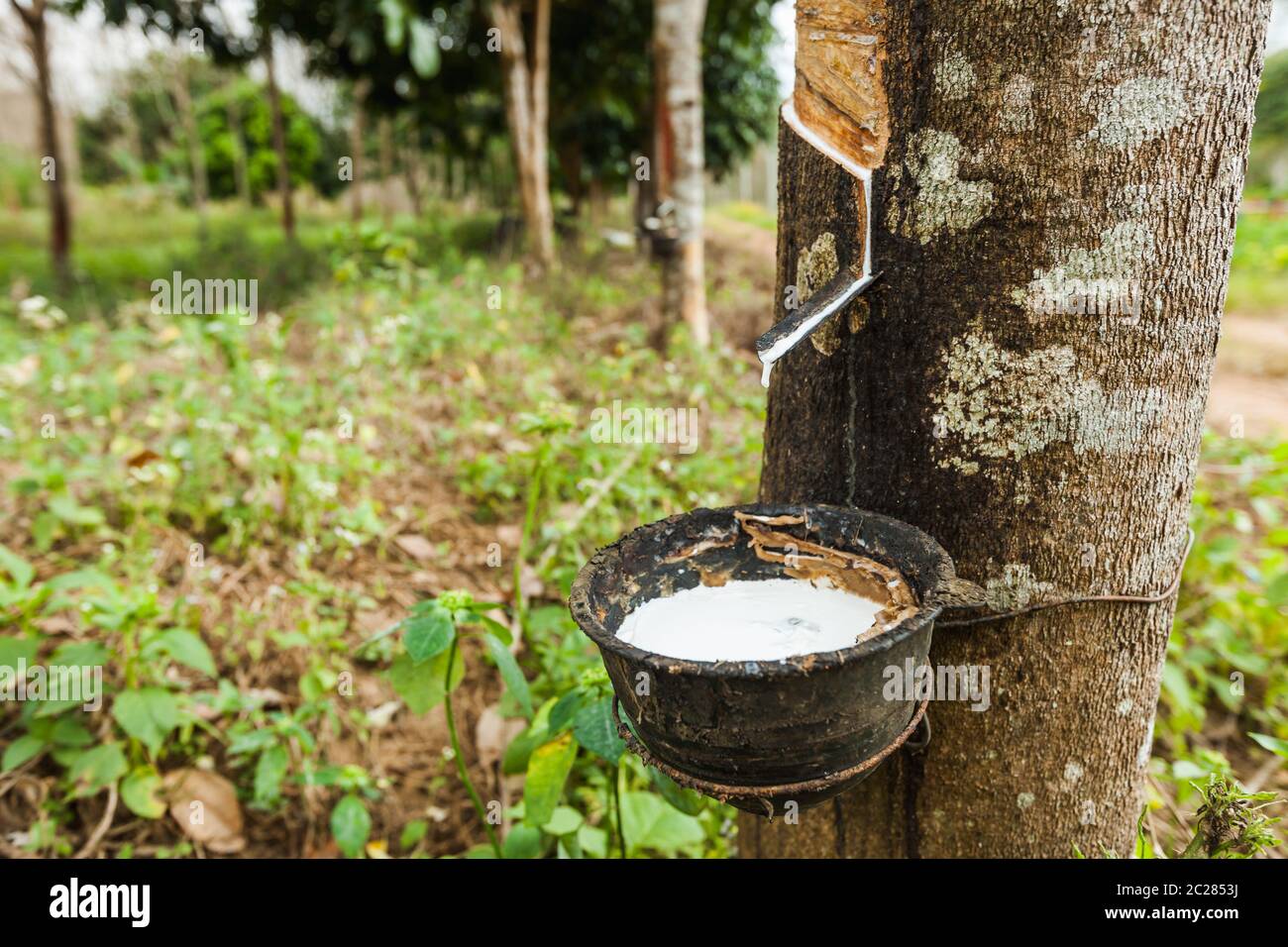 Rubber industry malaysia hi-res stock photography and images - Alamy