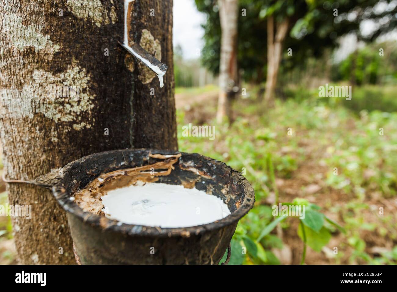 Rubber tree plantation malaysia hi-res stock photography and images - Alamy