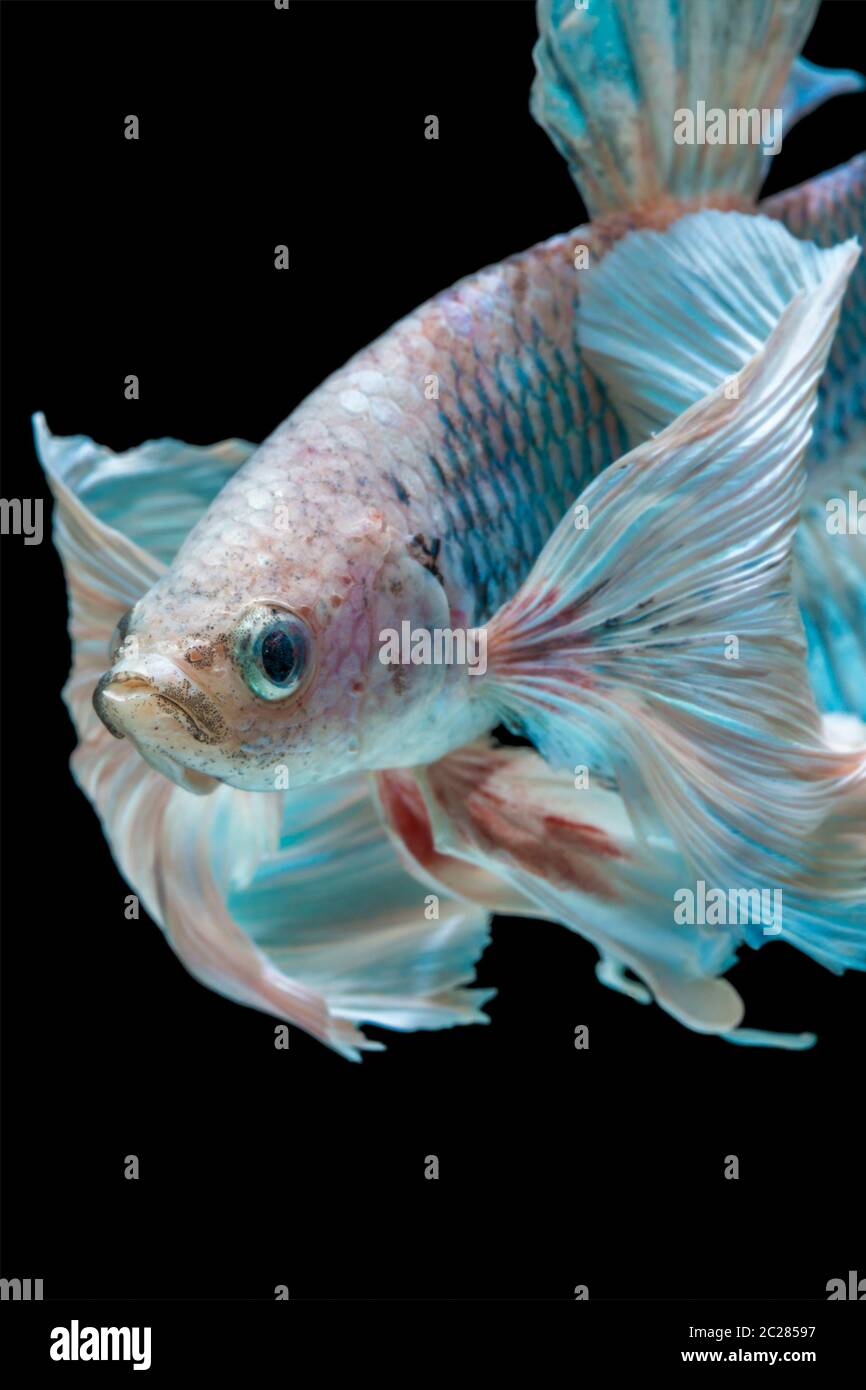 Dark green betta fish hi-res stock photography and images - Alamy