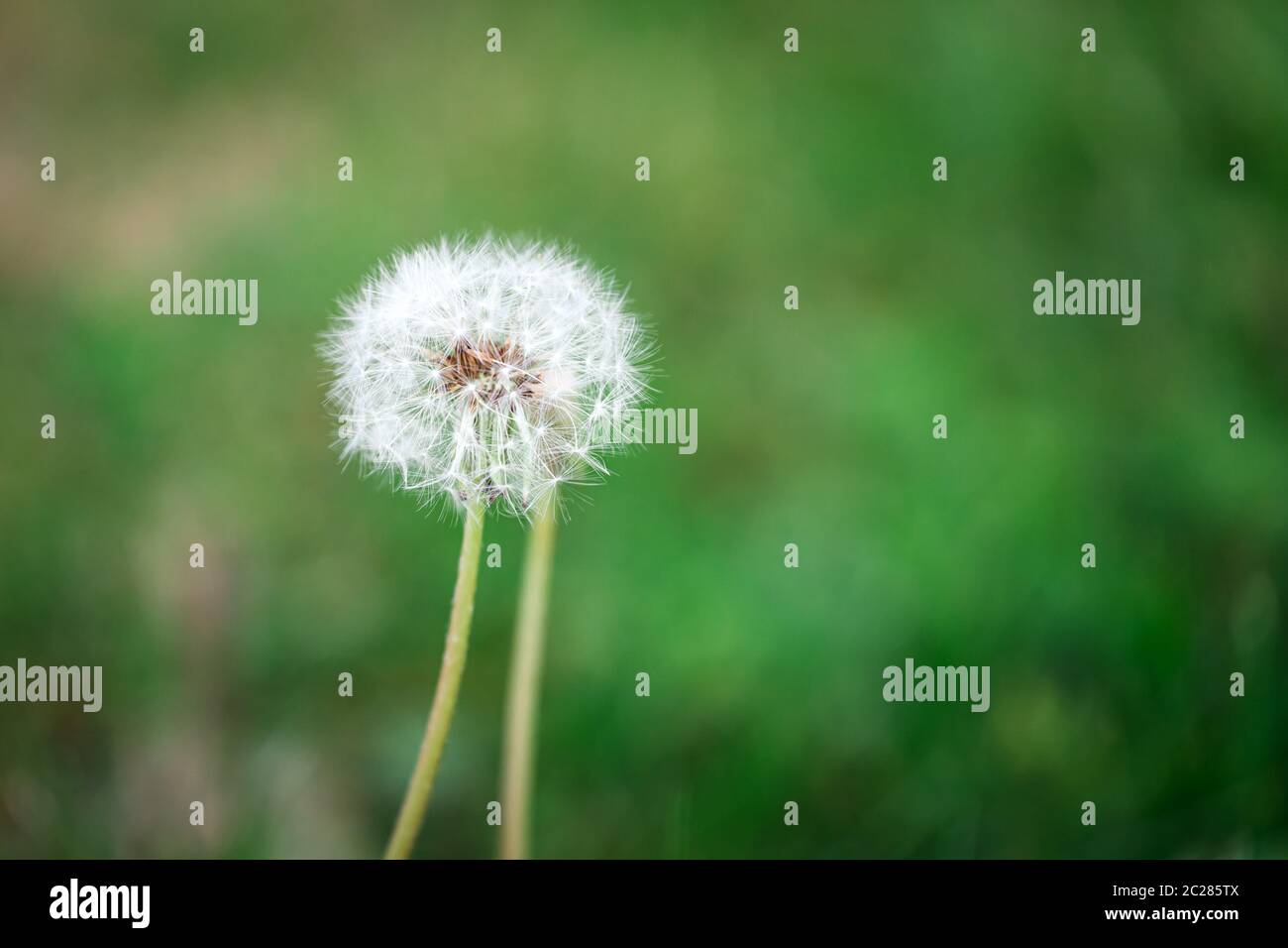 Close-up of a dandelion with white fluffy seeds on a green blurred ...