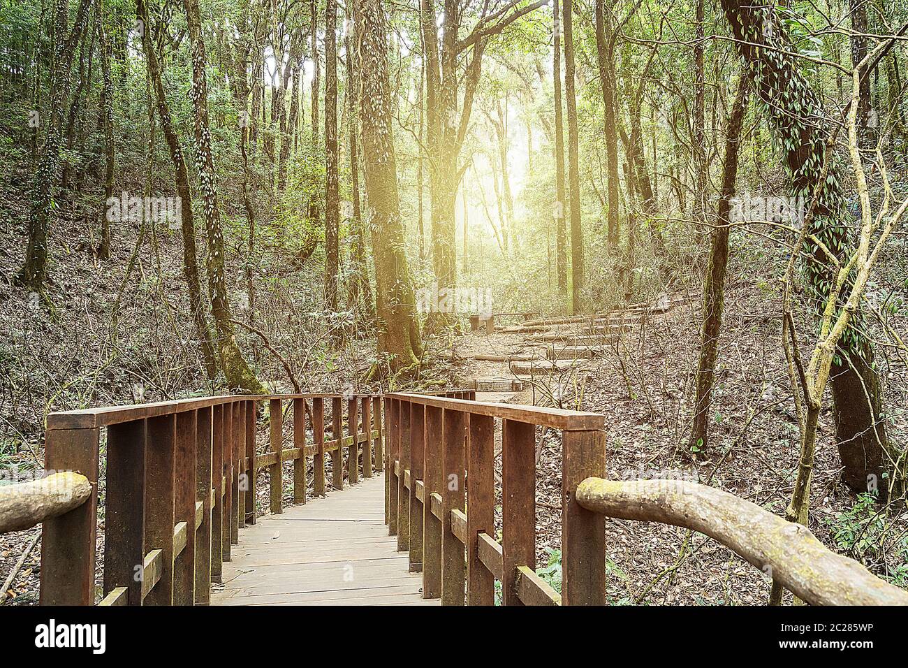 wood bridge in deep forest and glowing light in the morning Stock Photo ...