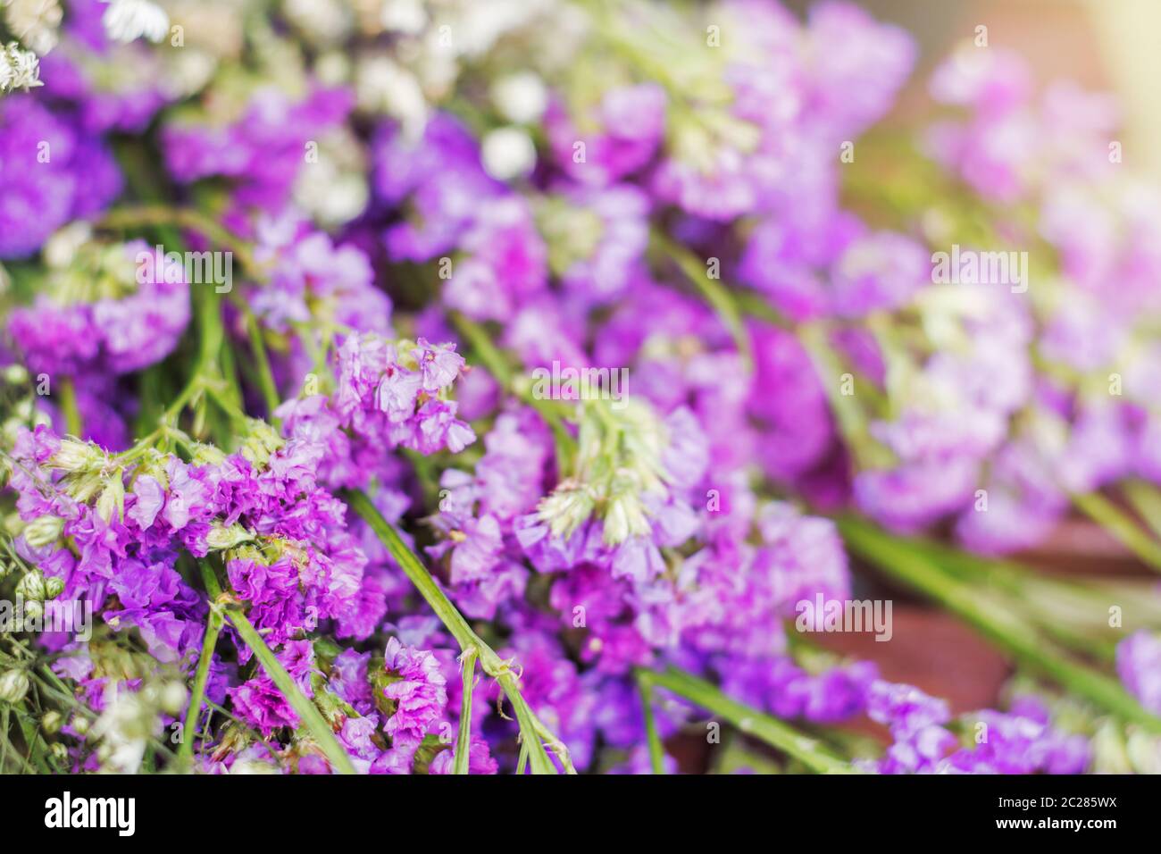 Purple statice flowers with soft light Stock Photo - Alamy