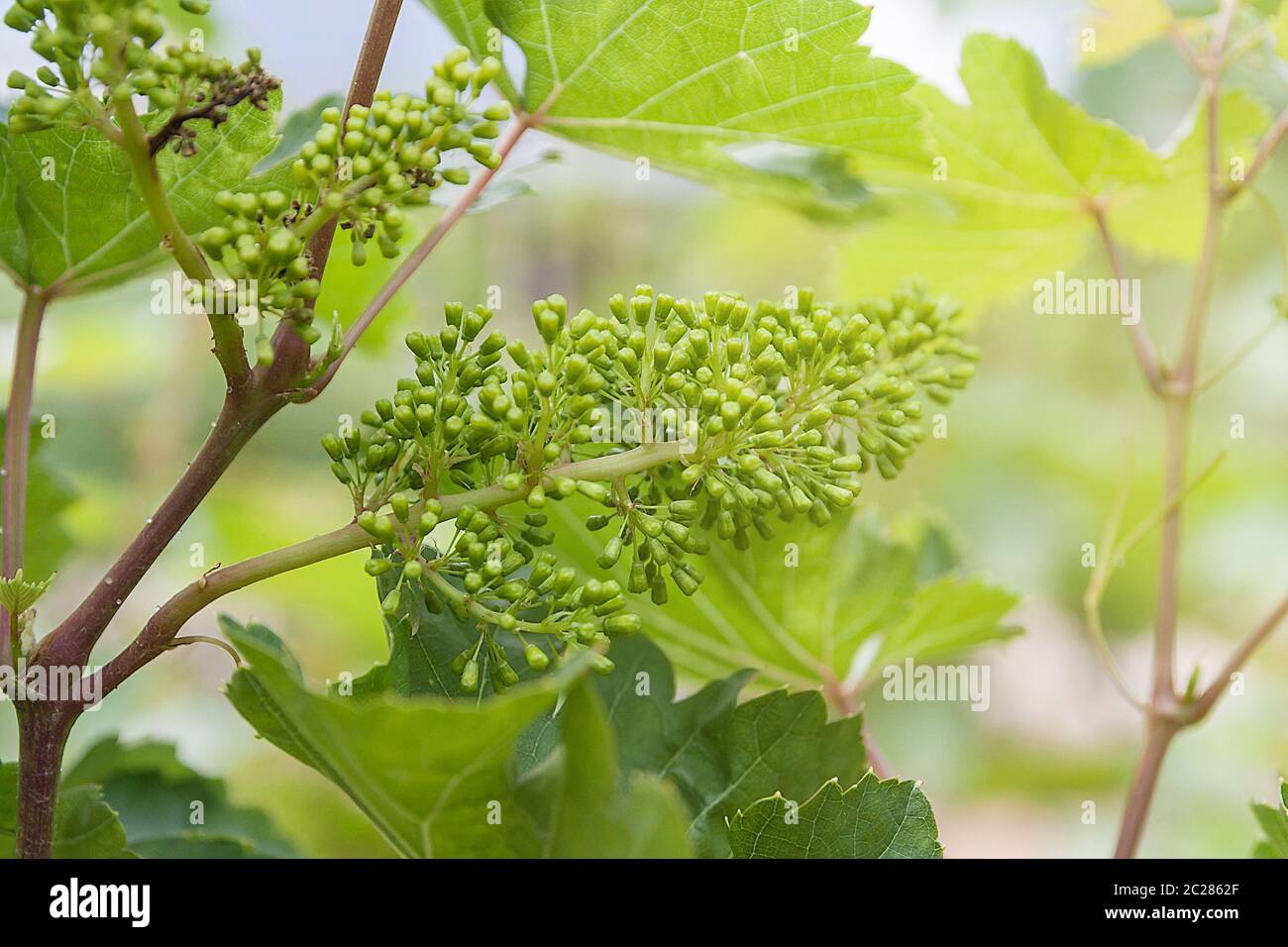 bunch of green little grapes on the vine with green leaves Stock Photo ...