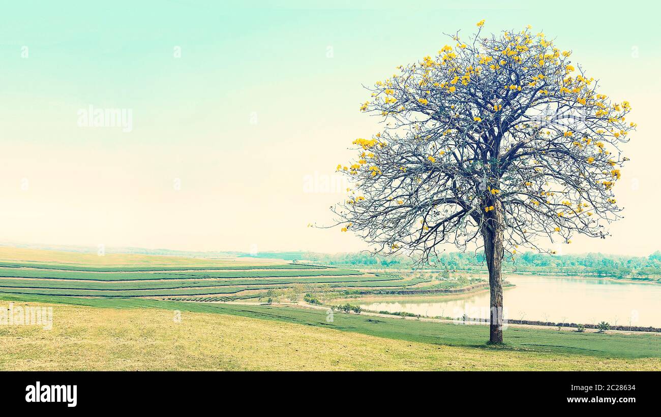 Yellow tree standing alone in meadow field, beautiful landscape in ...
