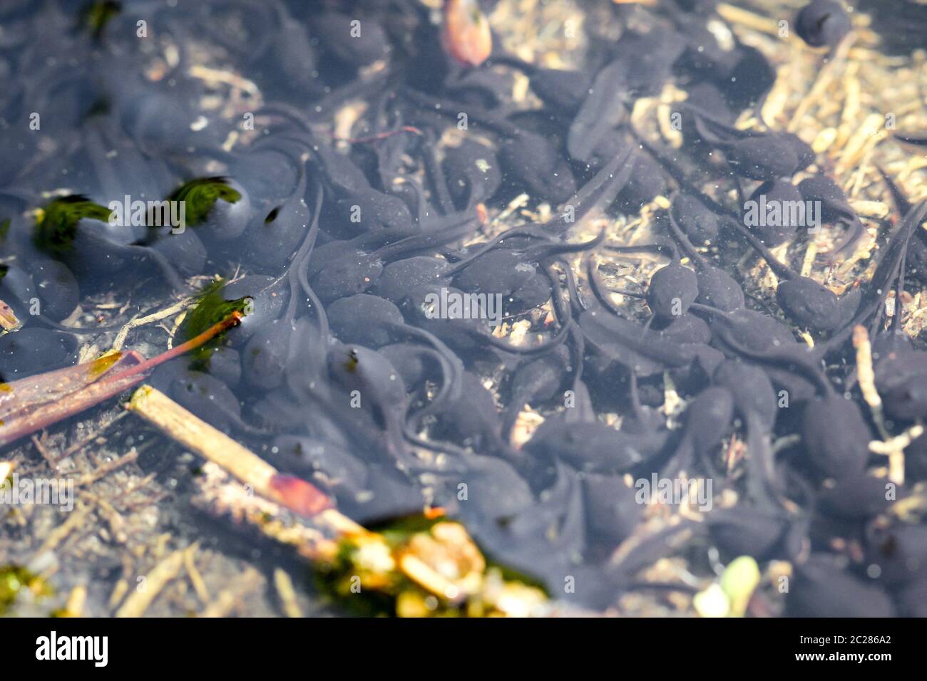 Bullfrog tadpoles hi-res stock photography and images - Alamy