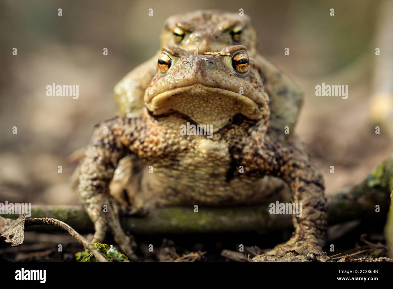 American bullfrog eggs hi-res stock photography and images - Alamy