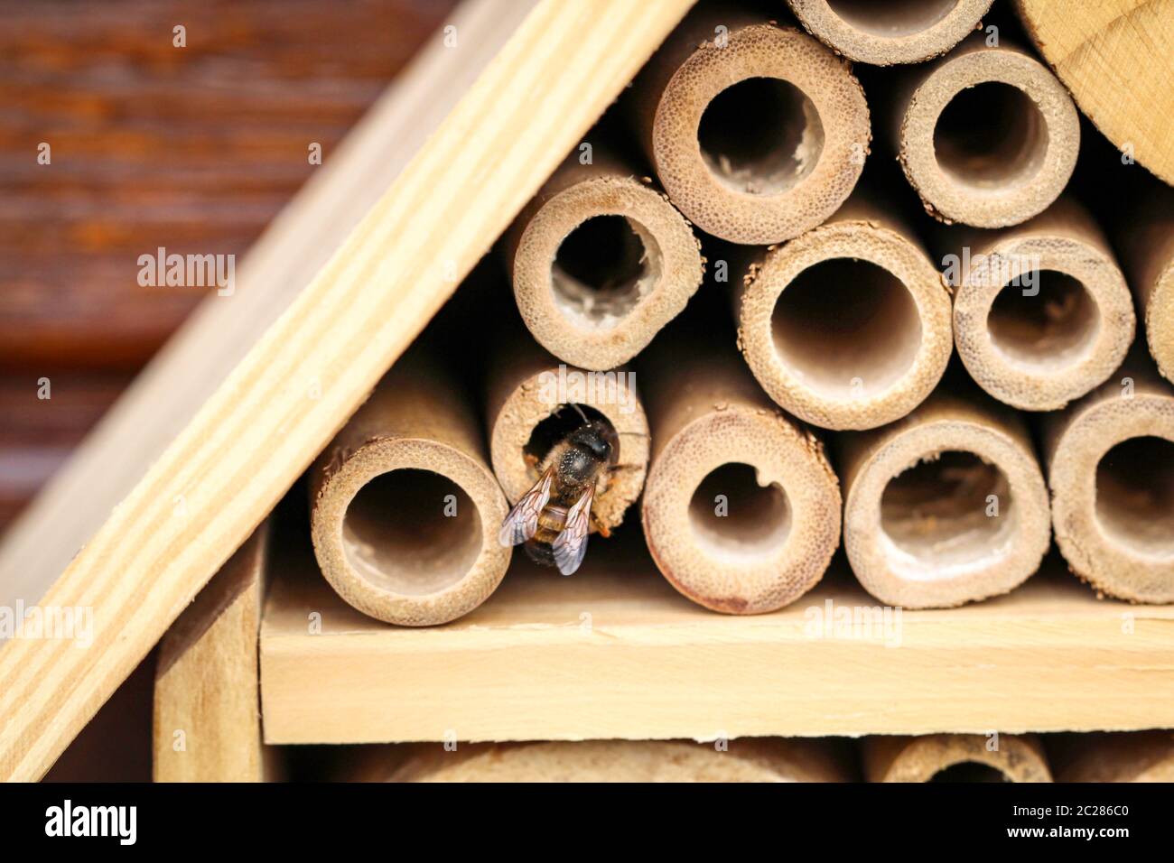 an insect hotel for bees wasps and other insects Stock Photo - Alamy