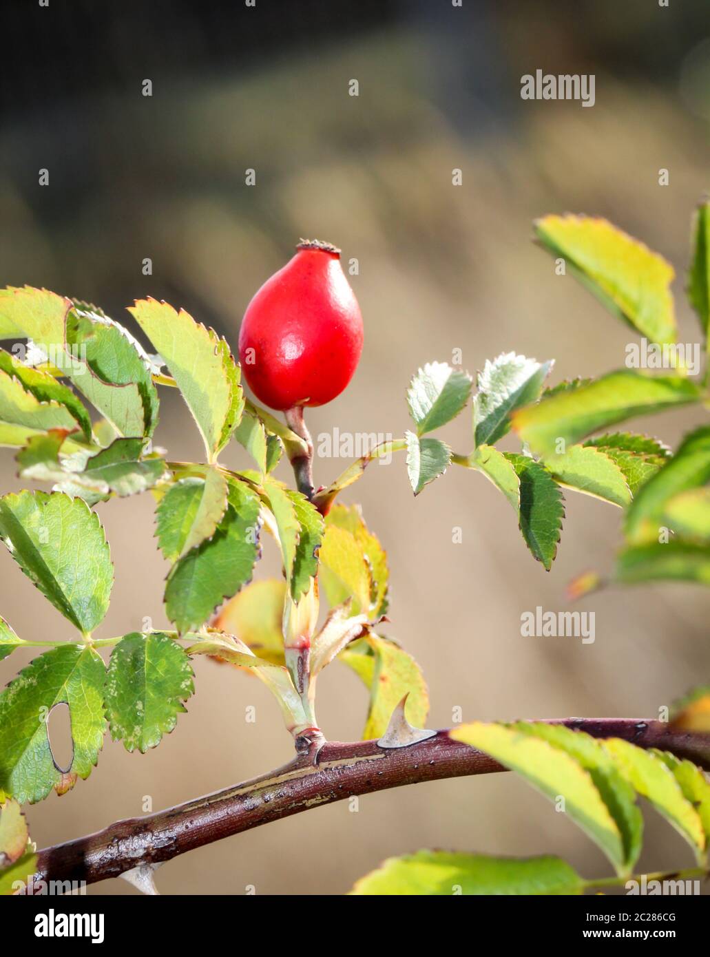 Rposehip hi-res stock photography and images - Alamy