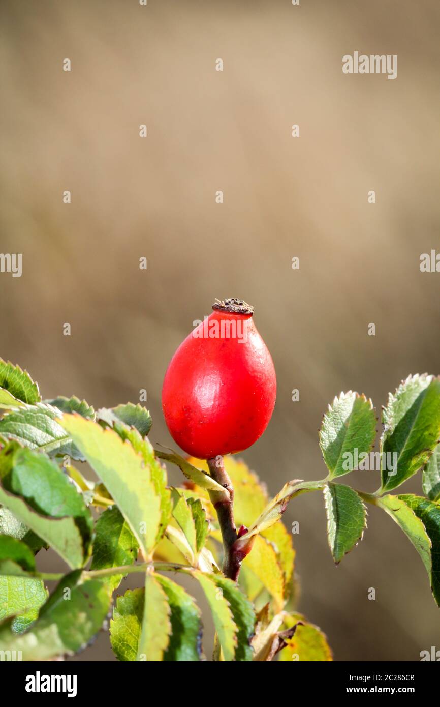 Rposehip hi-res stock photography and images - Alamy