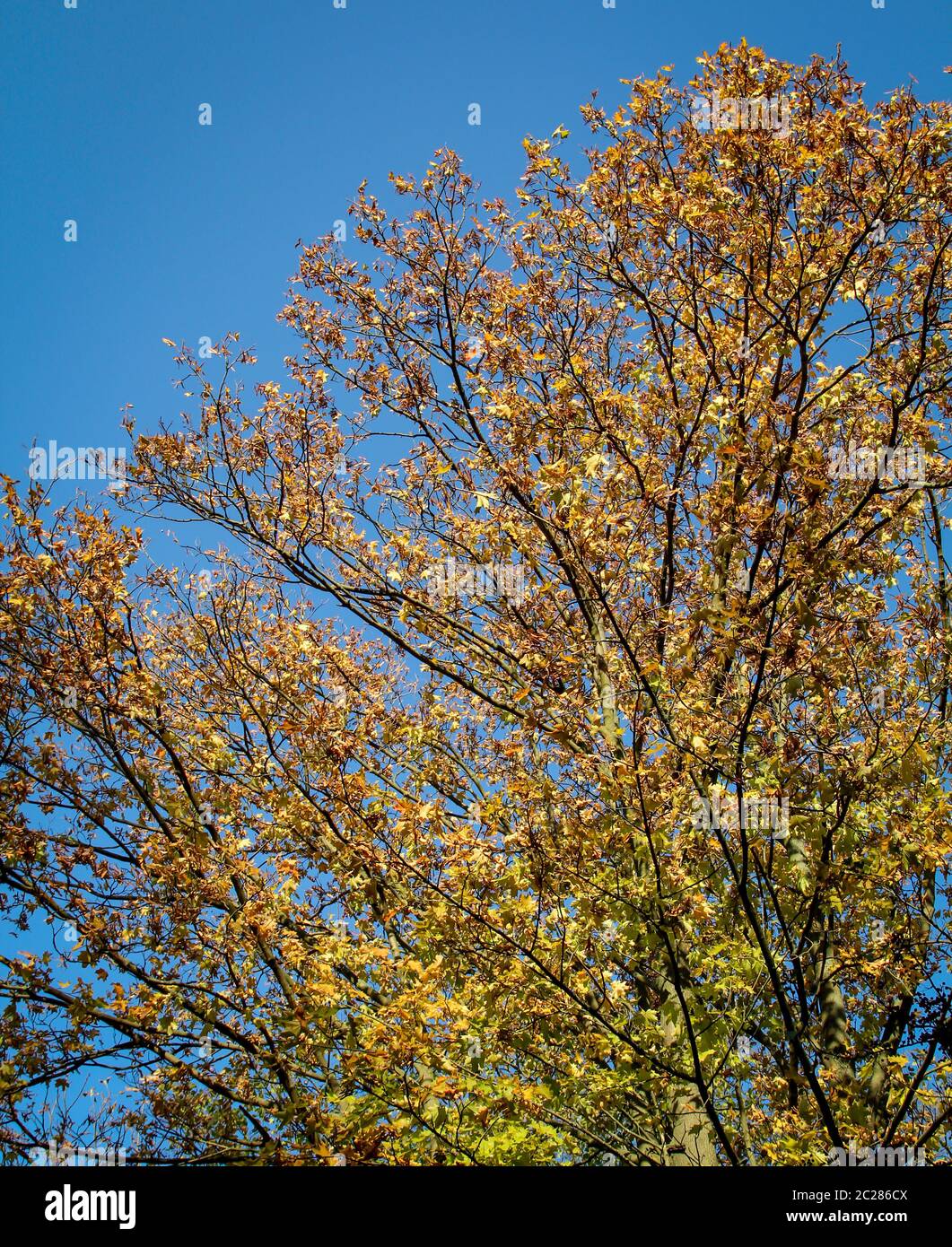 trees in autumn Stock Photo - Alamy