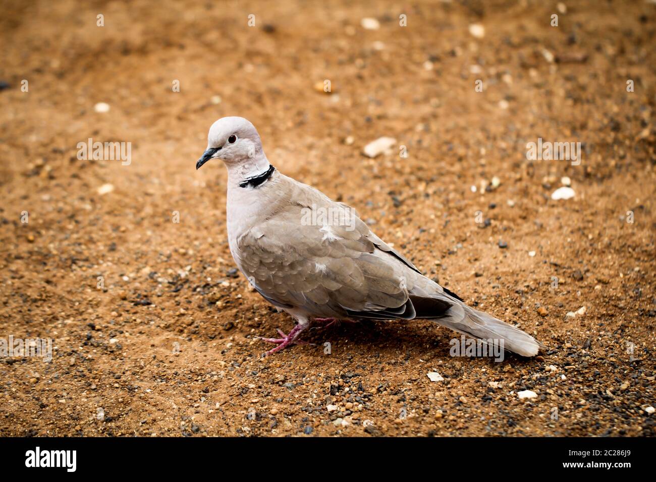 Feet of rock dove hi-res stock photography and images - Alamy