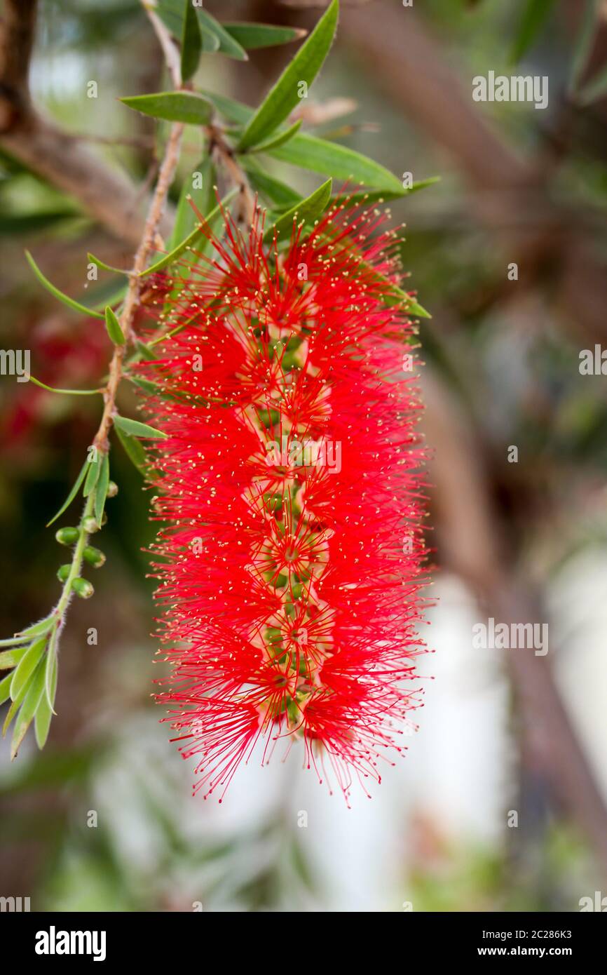 Bottle brush flower hi-res stock photography and images - Alamy