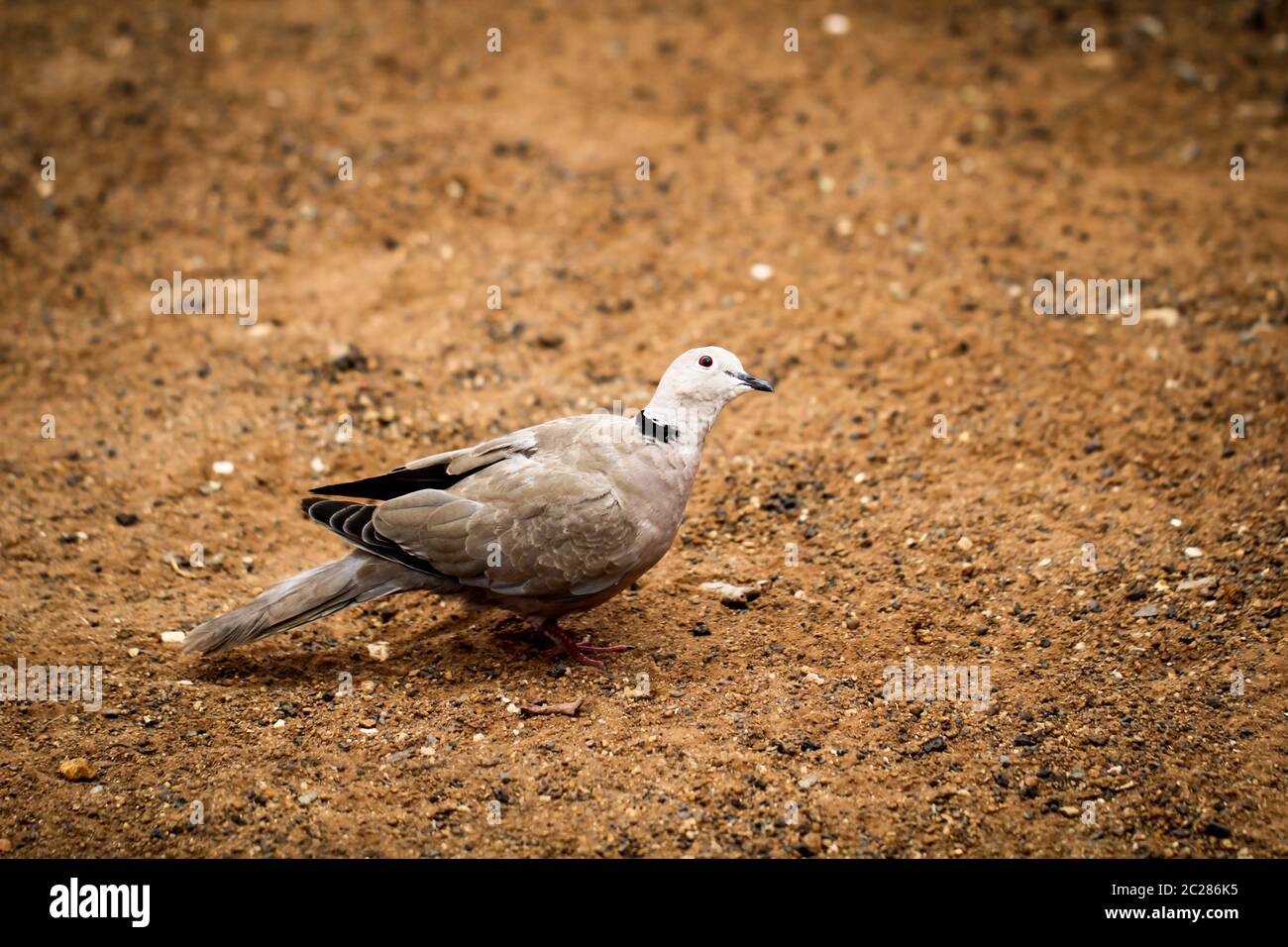 a close up of a wild dove Stock Photo - Alamy