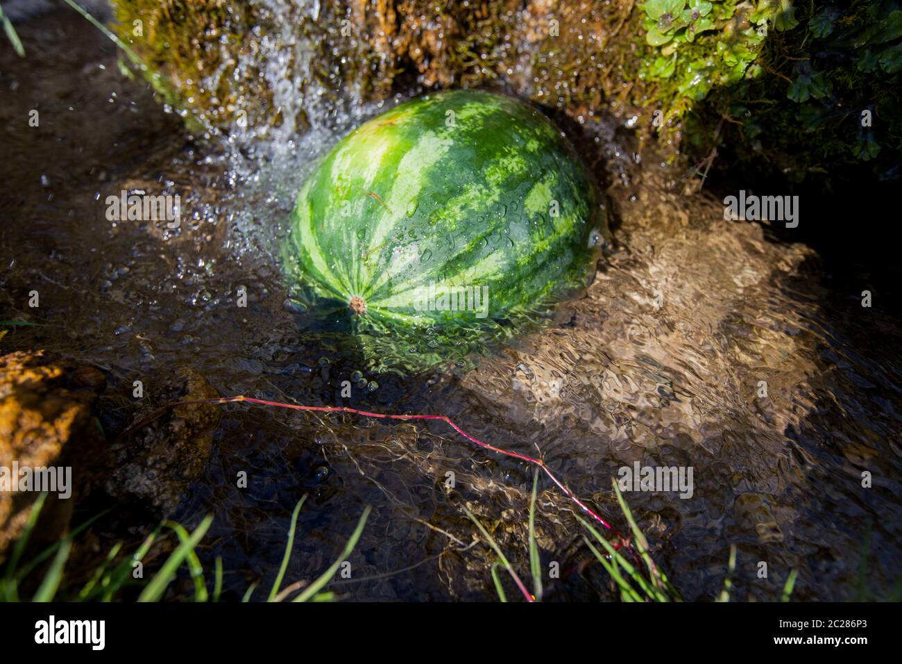 Watermelon cooling at clear spring water , refreshment for summer hot ...