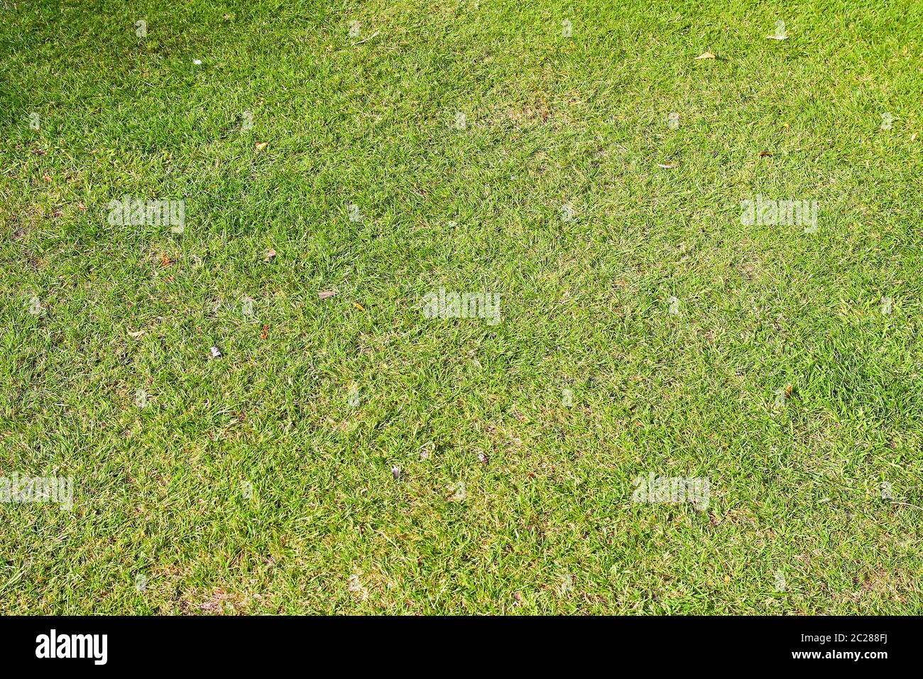 Short British Green Grass Texture Background Stock Photo - Alamy