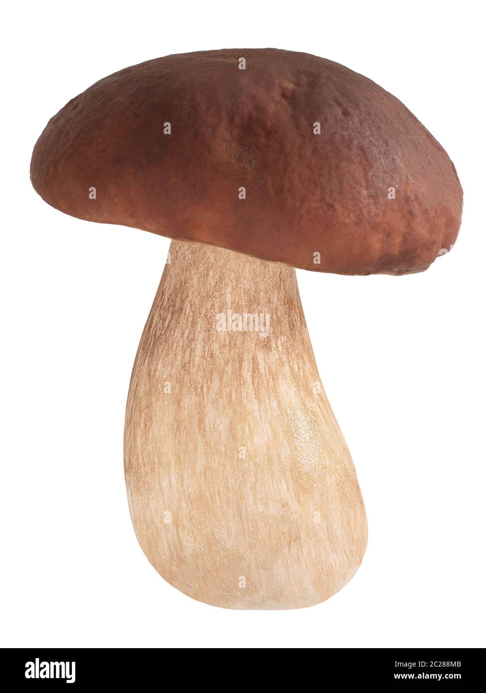 Cep or Porcino mushroom (Boletues edulis fruit body), isolated Stock ...