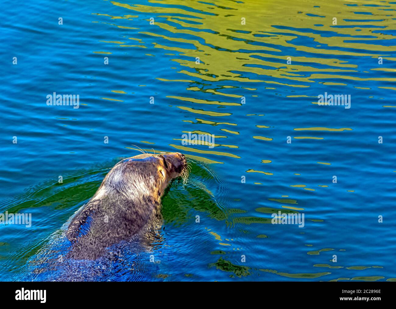 Baltic seal closeup hi-res stock photography and images - Alamy