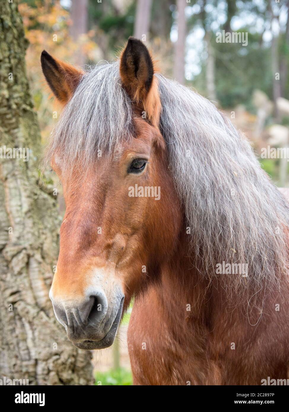 Brown horse face with silver mane, forest in background Stock Photo - Alamy