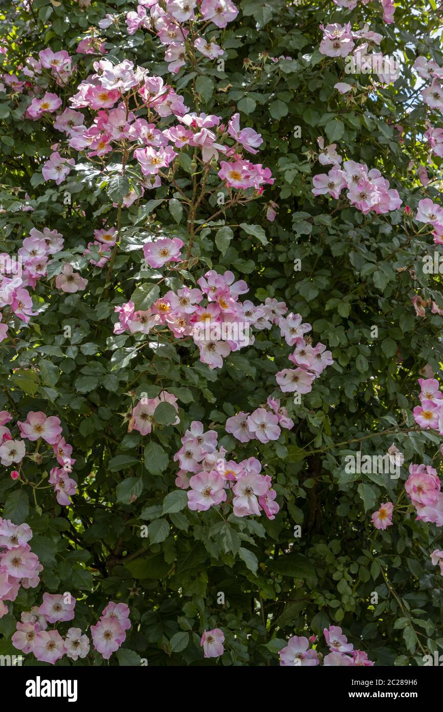 Rambler rose hi-res stock photography and images - Alamy