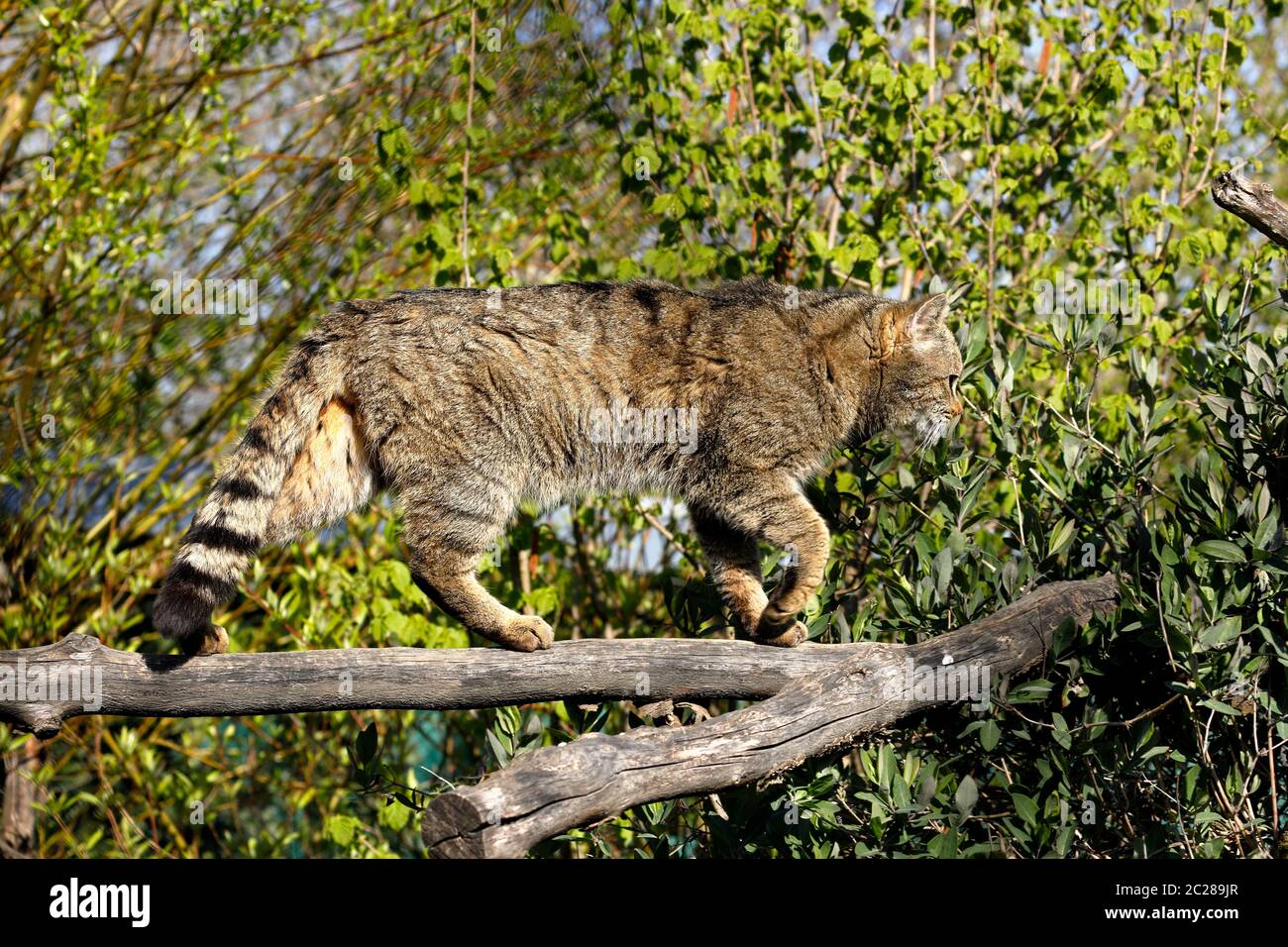 Wildcat european hi-res stock photography and images - Alamy