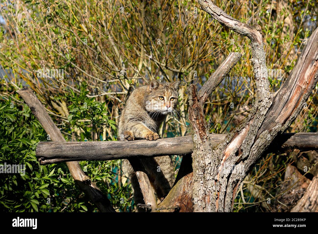 Wildcat european hi-res stock photography and images - Alamy
