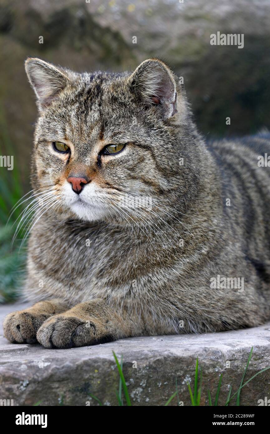The European Wildcat Stock Photo - Alamy
