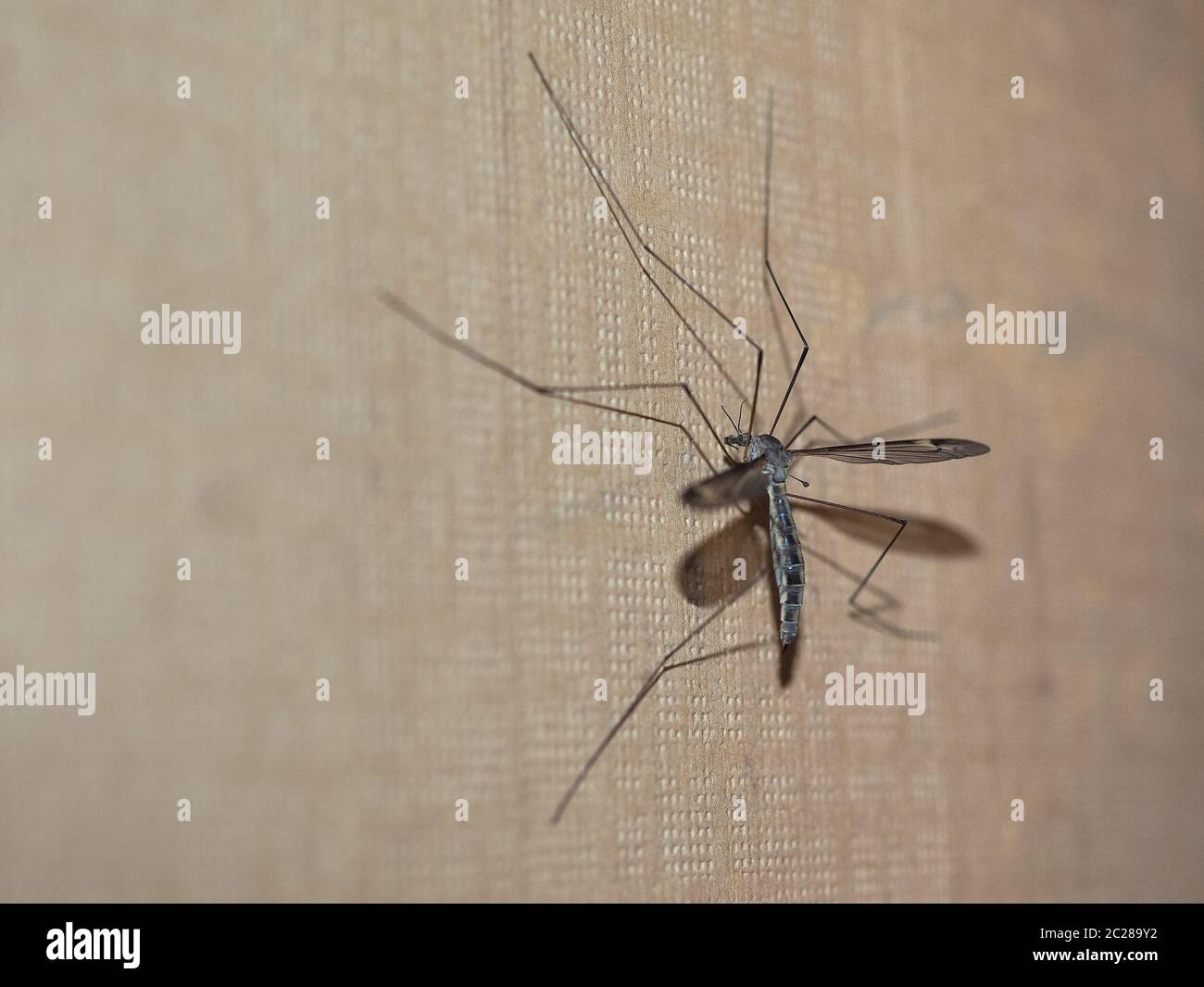 Crane Fly insect Stock Photo - Alamy
