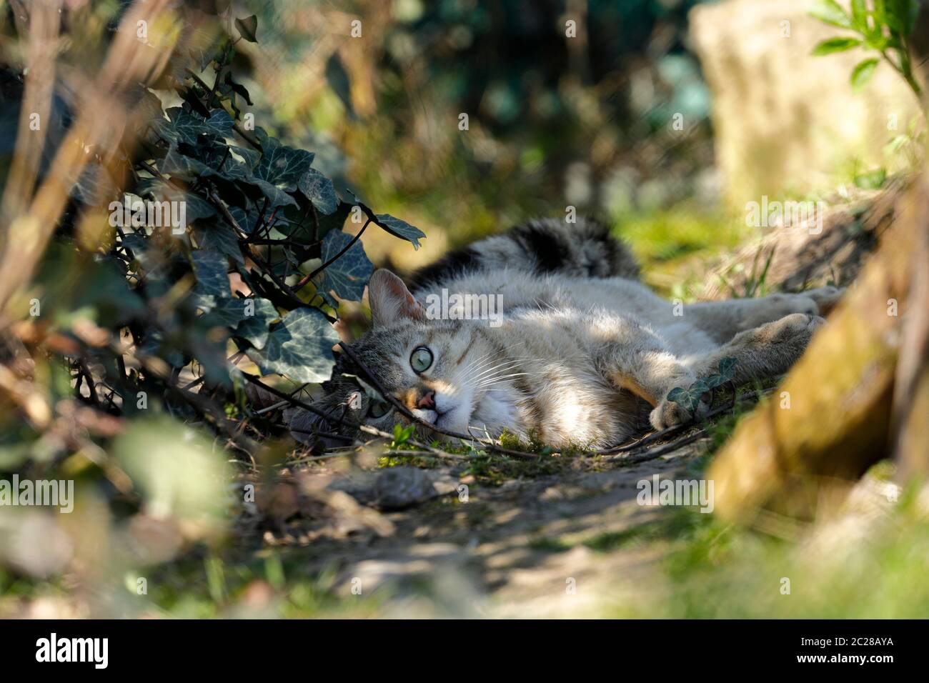 The European Wildcat Stock Photo - Alamy
