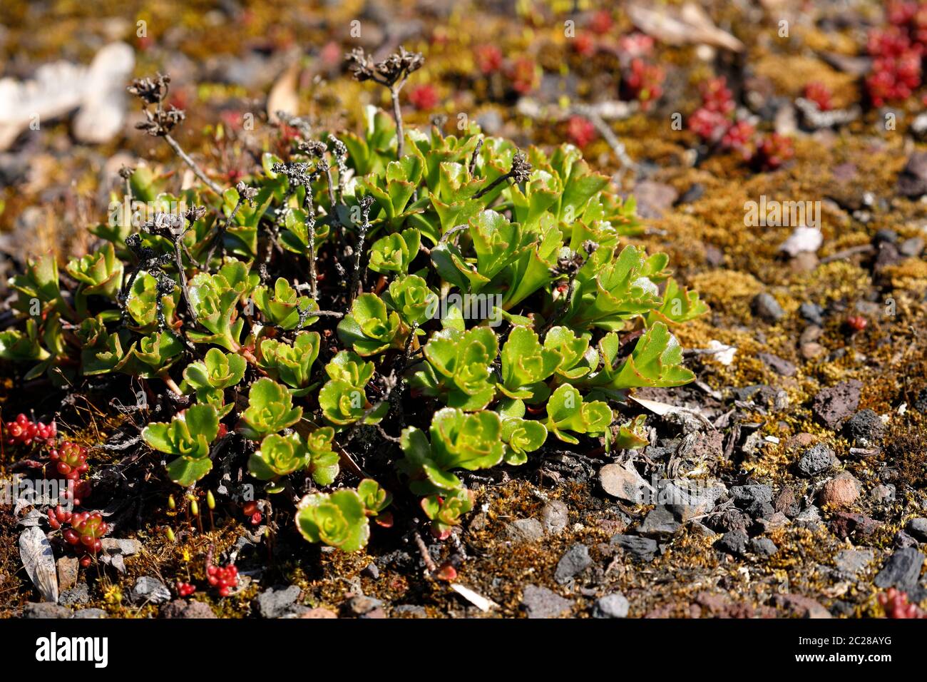 Wall pepper hi-res stock photography and images - Alamy