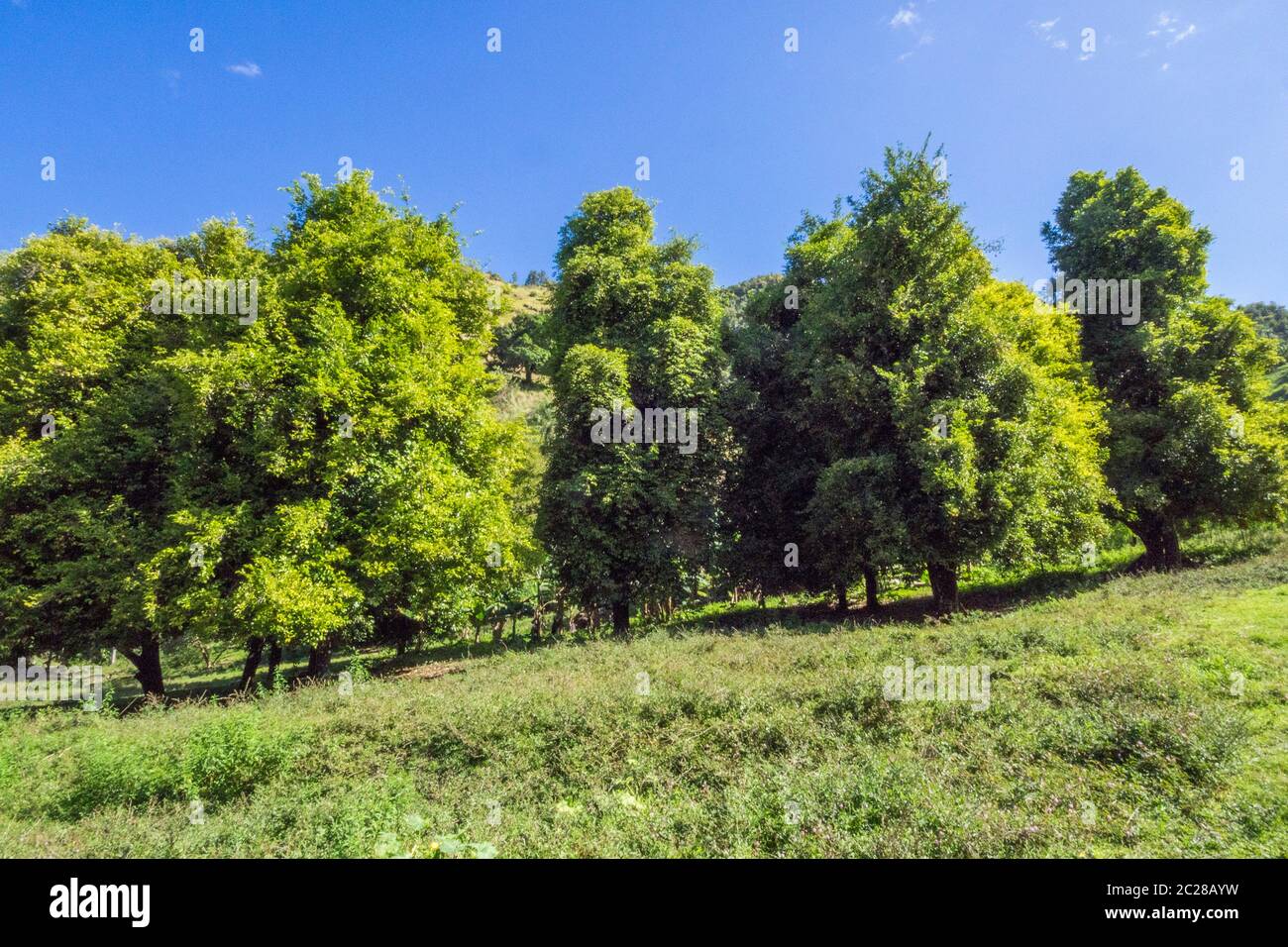 Saint Vincent and the Grenadines in the Caribbean Sea - Nutmeg Trees ...