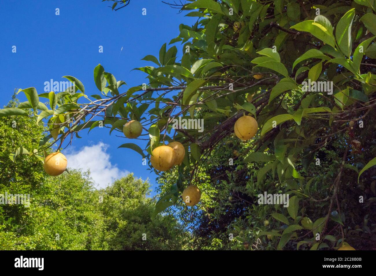 Nutmeg caribbean hi-res stock photography and images - Alamy