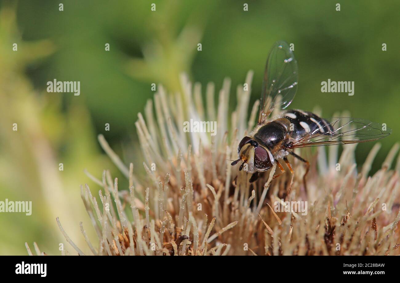Big fronted fly hi-res stock photography and images - Alamy