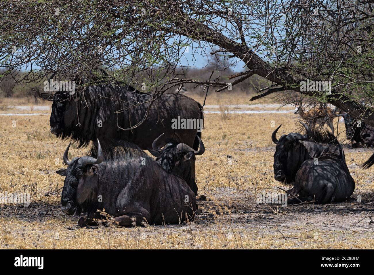 gnus in the shade of an acacia tree in Nxai Pan National Park in ...