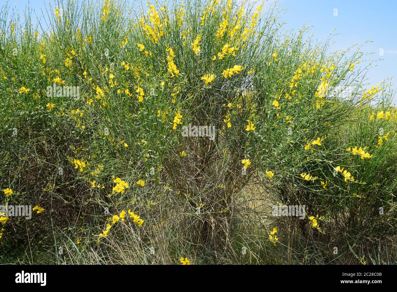 a Shrub with yellow flowers. Flowering shrub Stock Photo - Alamy