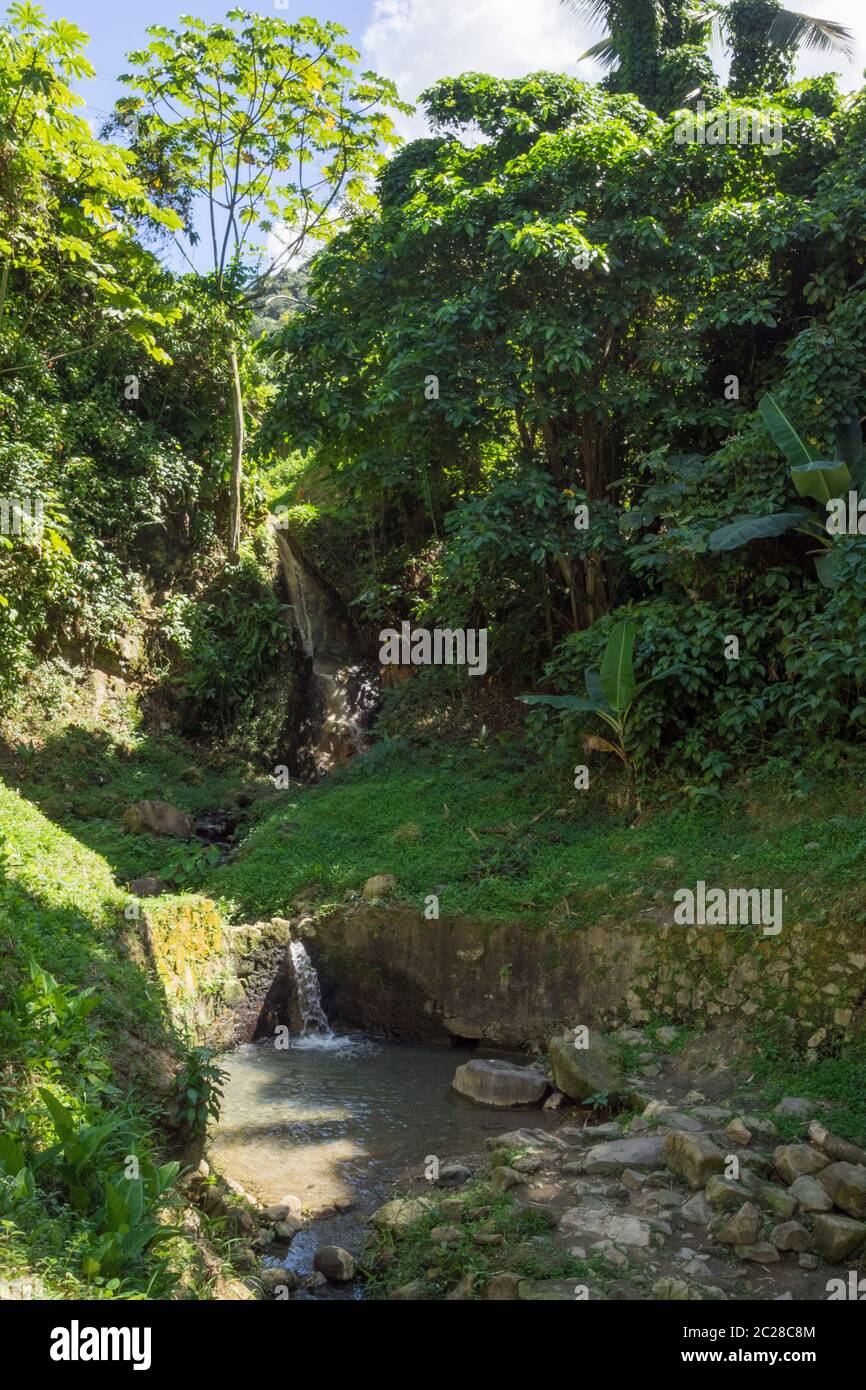 Caribbean, Rainforest on St Lucia nearby Soufriere Stock Photo - Alamy
