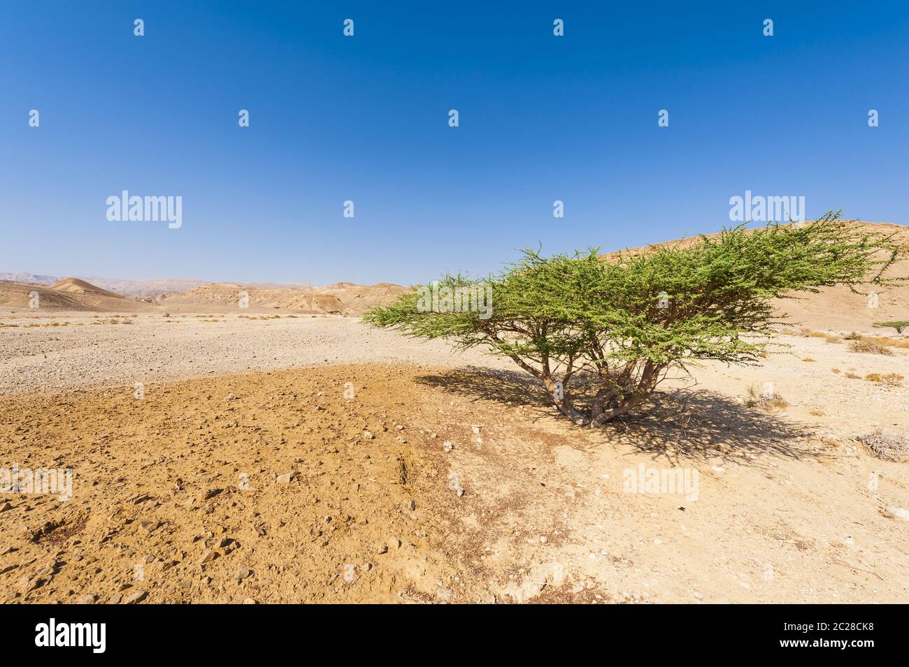 Whimsical Patterns of the Desert Stock Photo - Alamy