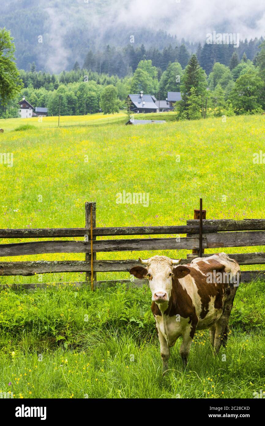 Europe austria firewood hi-res stock photography and images - Alamy