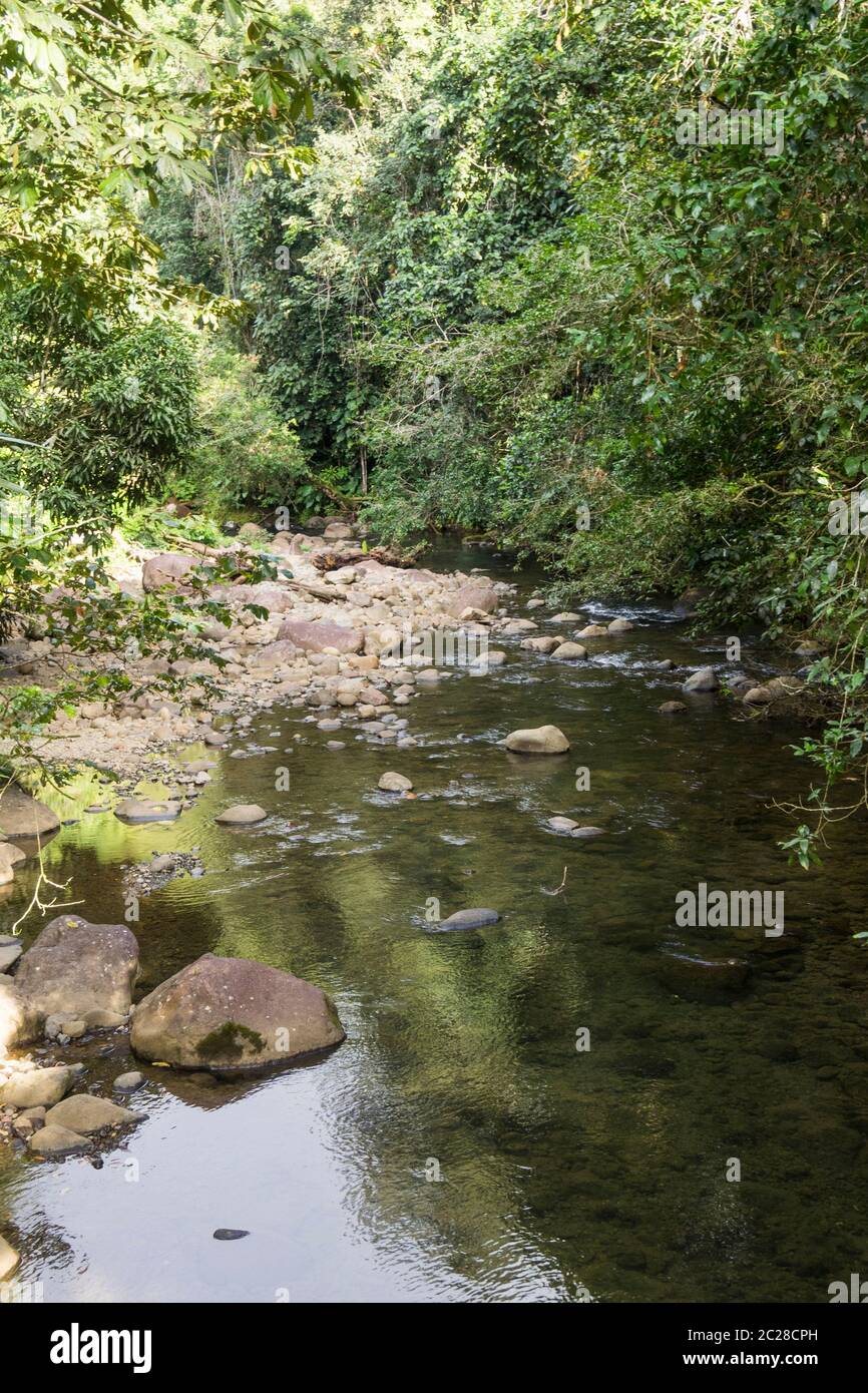 Caribbean Sea - Rainforest on Guadeloupe Stock Photo - Alamy